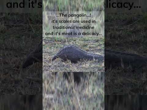 Do you know what animal is the MOST poached in the WORLD?