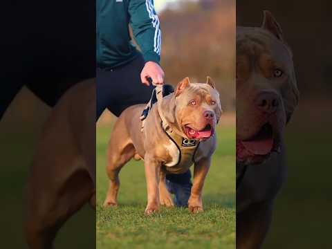 Pitbull's Fierce Fight in Three Places Will Force Police Action! 🔥🐕 | Shocking News Unfolds!