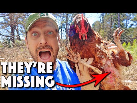 Chickens Molting Or Something Else? 9 REASONS Chickens LOSE Feathers And What To Do About It!