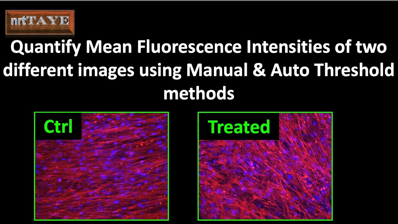Quantify Mean Fluorescence Intensities of two different images using Manual & Auto Threshold methods