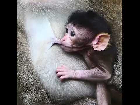 Baby monkey Draya has smooth fur with black color extra beautiful face including moon eye both side