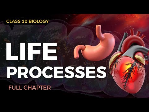 Class 10 Science | Life Processes | Short & Smart Animated Video ????✨