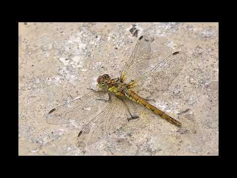 A selection of Common darters | earthstar