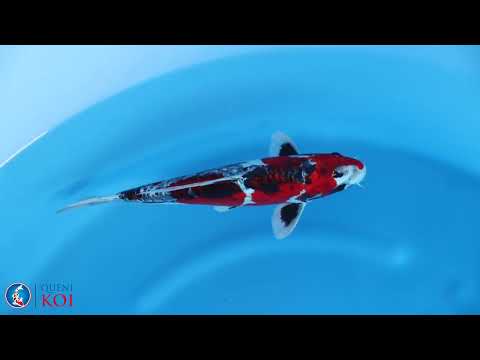 S22Ozu09 40cm M