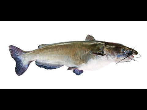 2023 US CATFISH AQUACULTURE INDUSTRY – Mississippi MarketMaker Blog