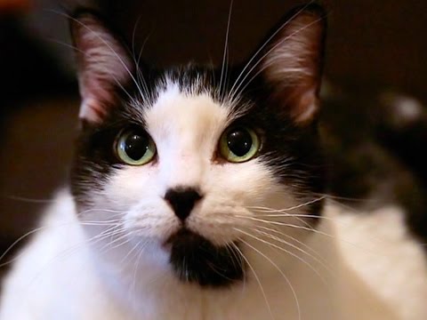 What's The Deal with Pet Meds Online?