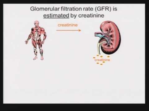 Assessing Kidney Function: How much do you really need? Kimberly Muczynski, M.D., PhD.