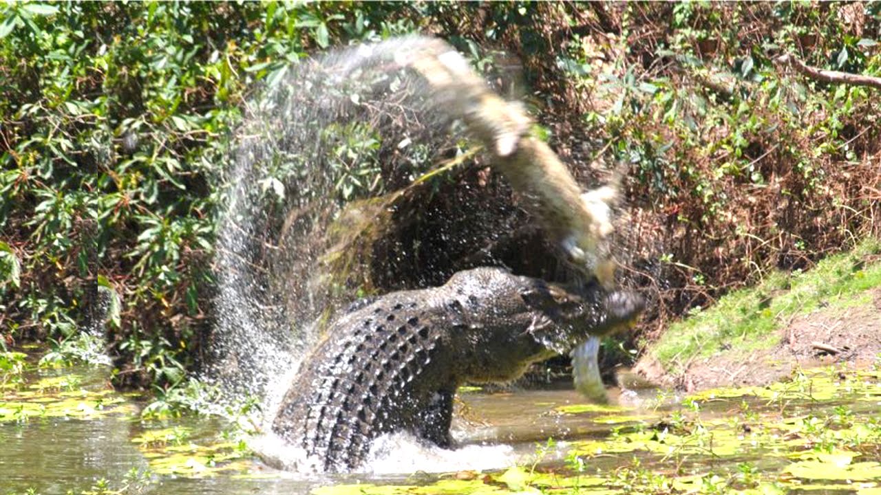 Cannibal Crocodile Attack Caught On Camera