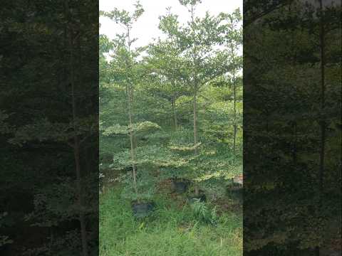 (Terminalia plants) available @Rgnursery | Landscape service | Service all India #plants