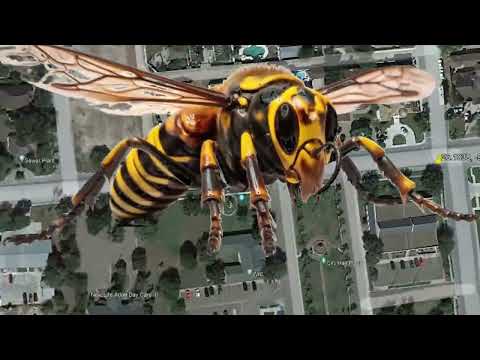 🐝🤠"Giant Killer Bee on Google Maps! 🌎🔍