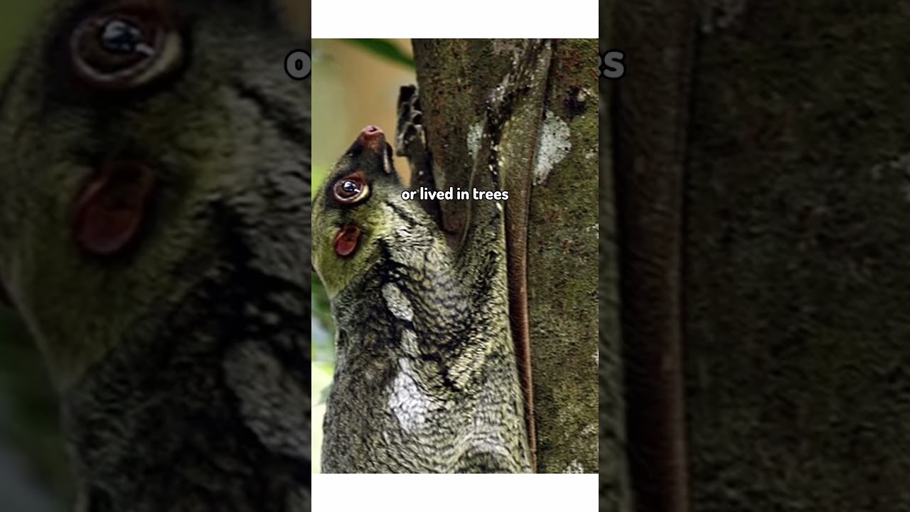 How Did Flight Evolve? #evolution #speculativeevolution #shorts #animals