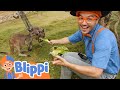 Blippi Visits San Diego Zoo Safari Park Animal Videos For Ki Watch HD ...