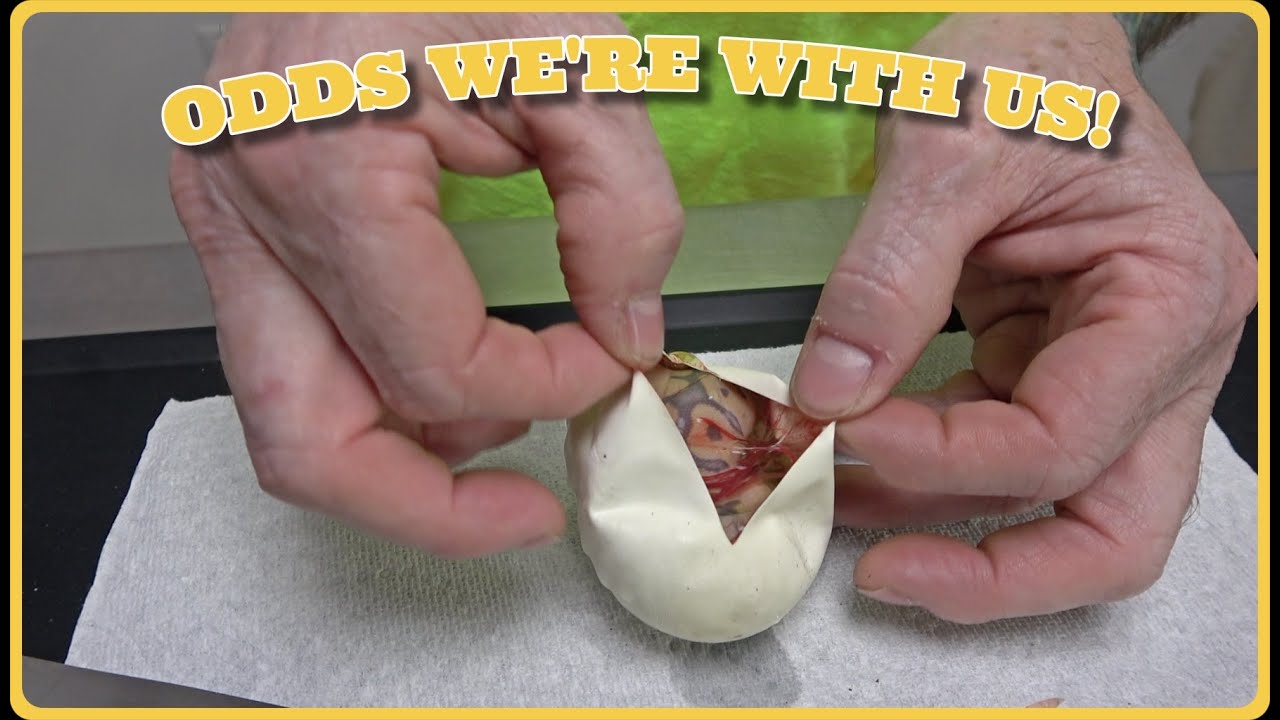 Killed The Odds With This One!! Ball Python egg Cutting!