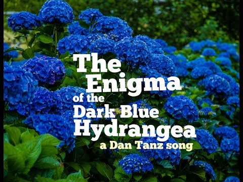 The Enigma of the Dark Blue Hydrangea
