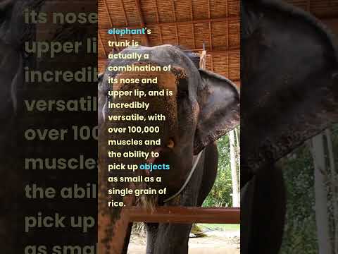 African elephant trunk dexterity