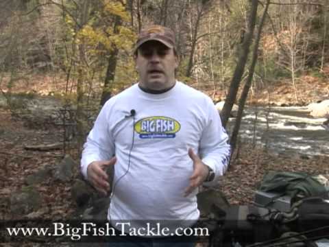 Anadromous fish