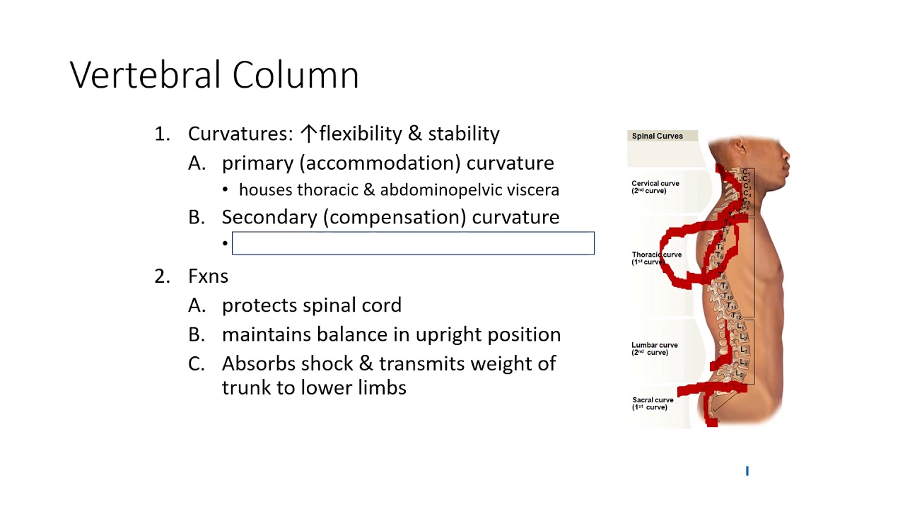 Skeletal System PPT   slides   6 8