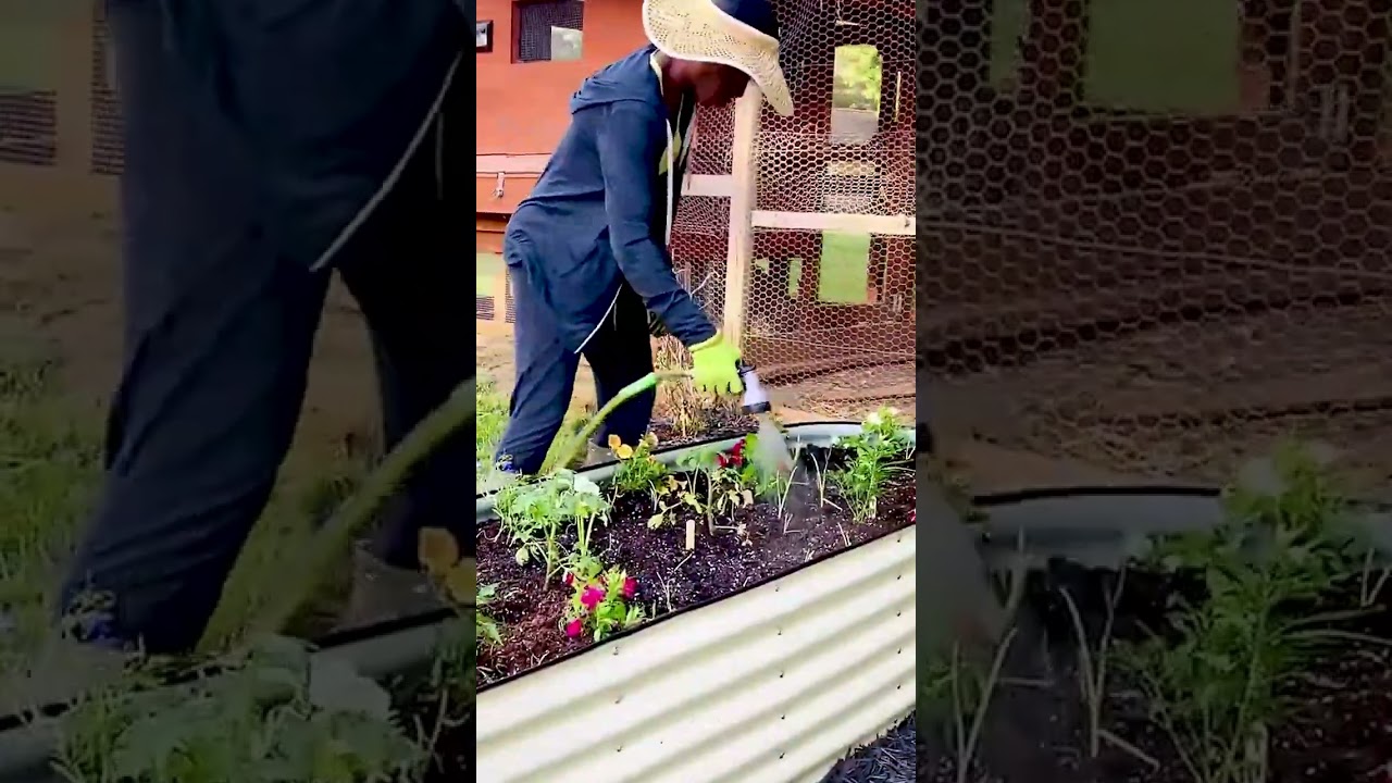 Come looking at the result of my planting vegetables, my horticultural dream successfully realized！