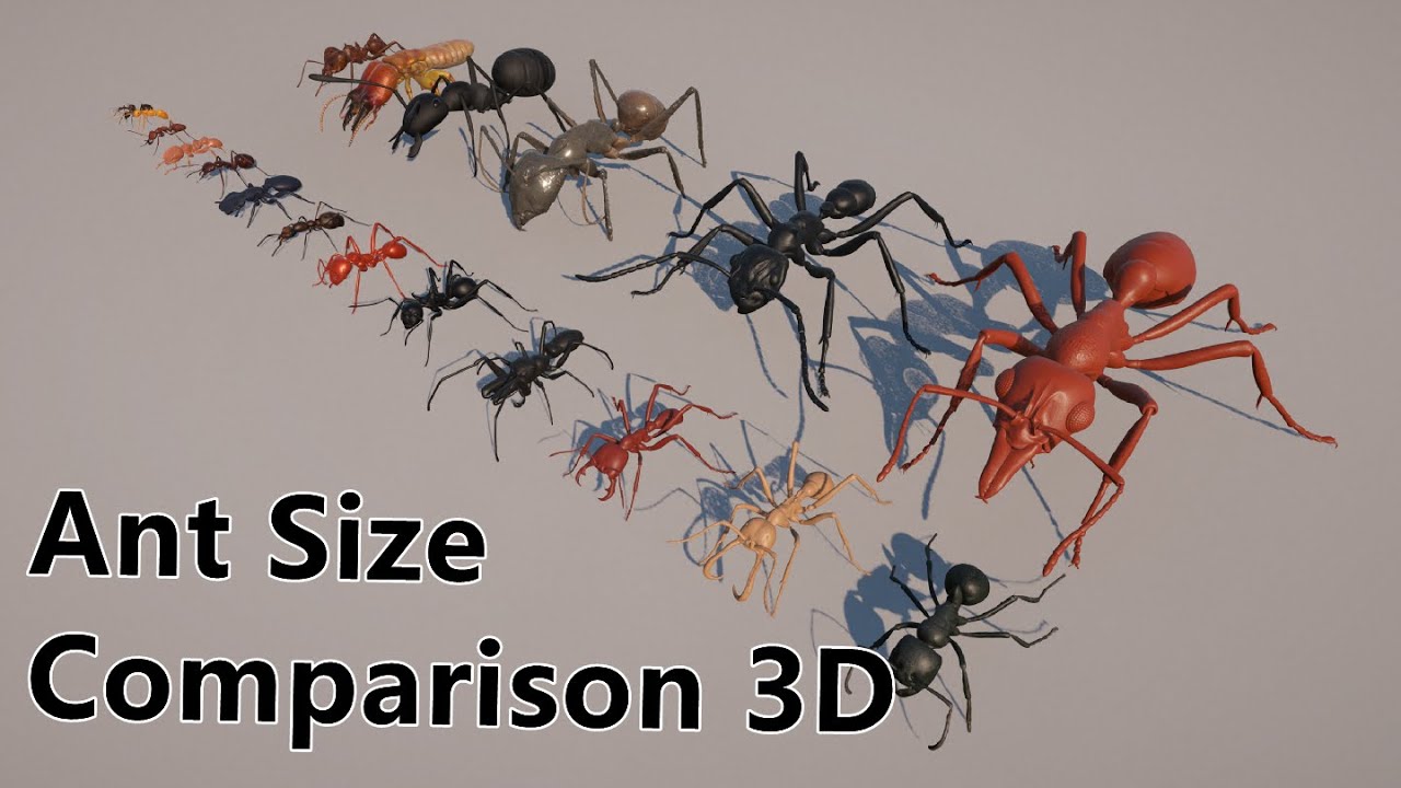 Ant Size Comparison 3D