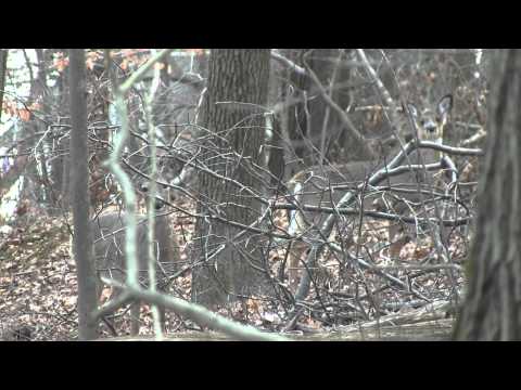 New Jersey Bowhunting