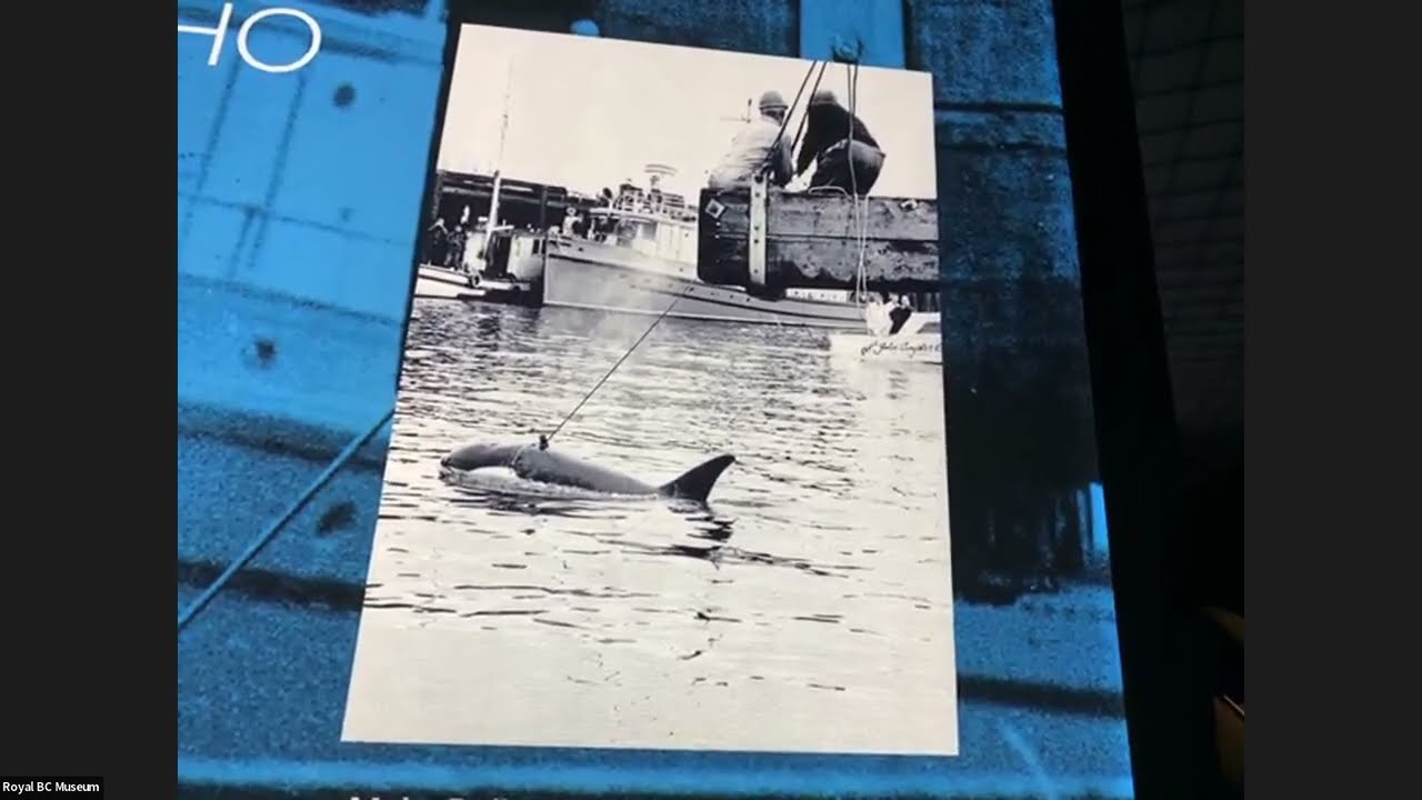 Digital Field Trip Teaser - Orcas Episode 3