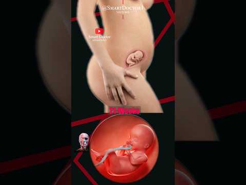 Pregnancy Week by Week π