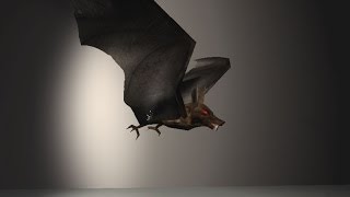 Bat - Extended License 3D Models Extended Licenses 3D Game Models : OBJ ...