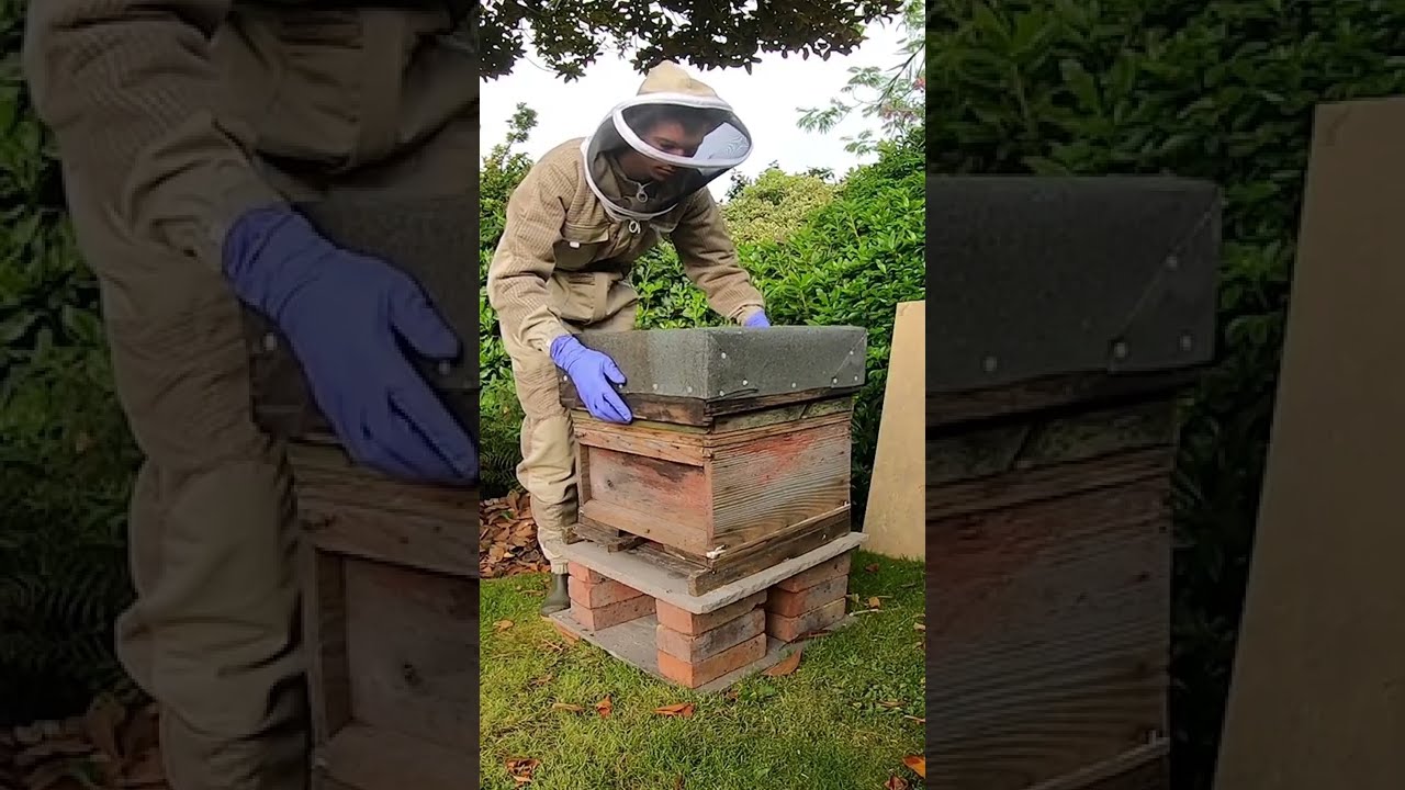 I Started Beekeeping!