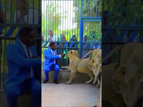 Pastor went into the Lions' den to chill with Lions #animal #lion #funny #wildlife #trending #pastor