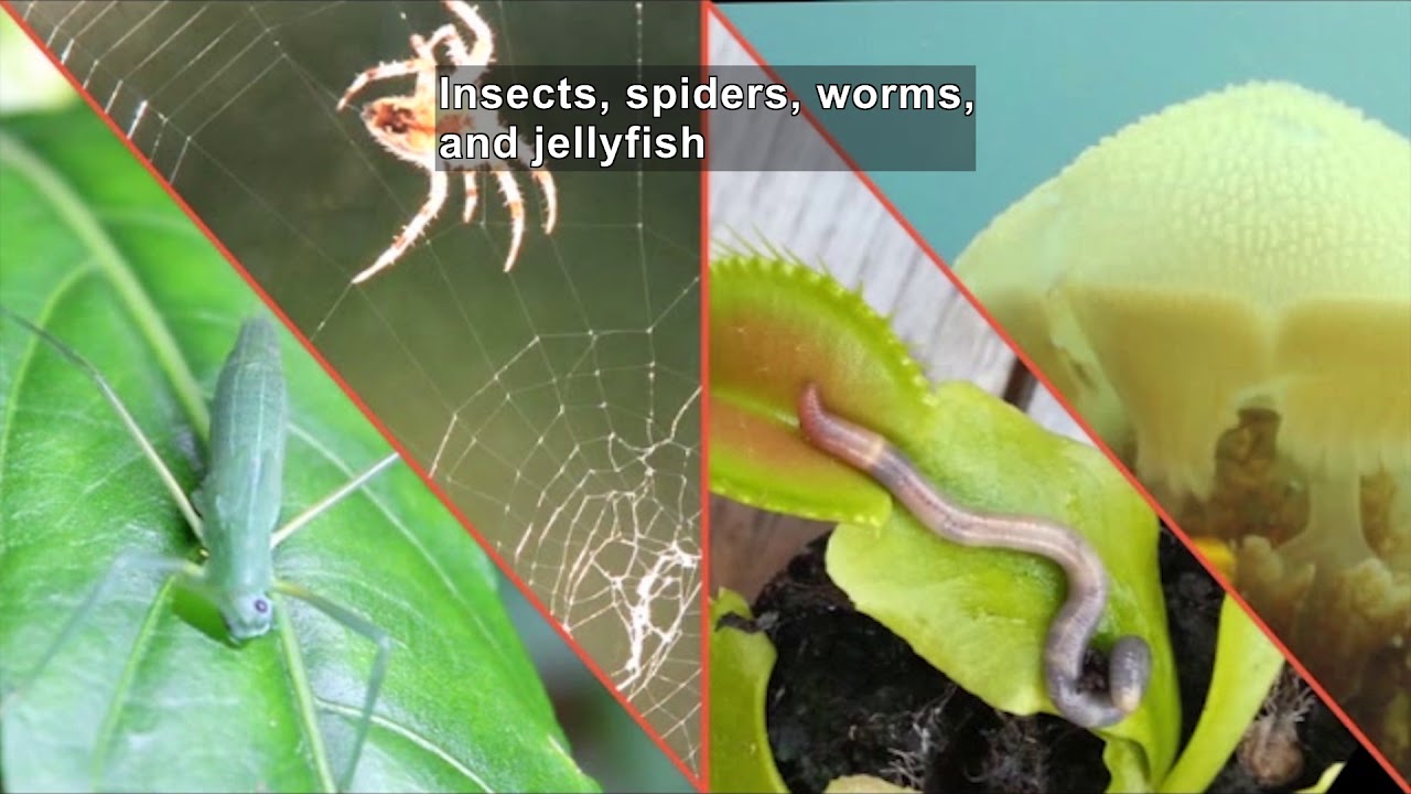 Real World Science: Biological Vectors and Infectious Diseases (Accessible Preview)