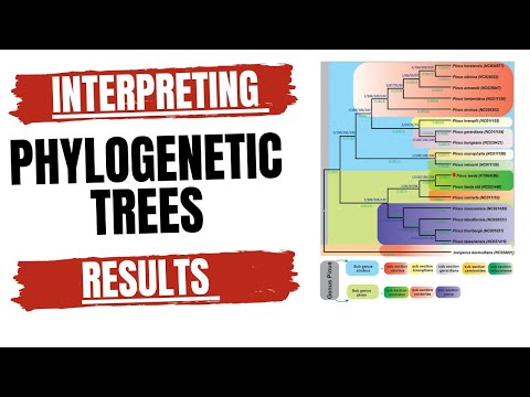 Interpreting phylogenetic tree results| Phylogeny|Evolution|Education|Biology|Genomics