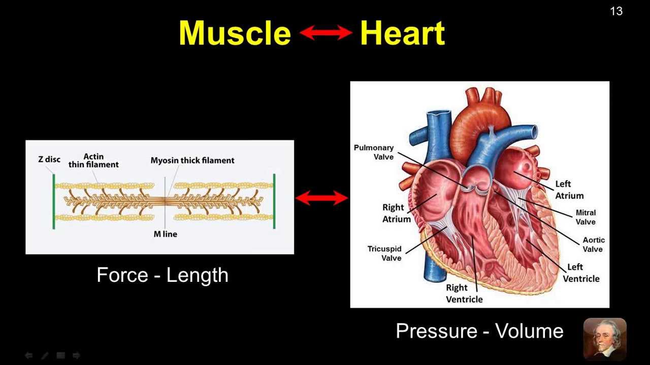Basic Hemodynamic Principles Viewed Through Pressure Volume Relations   Part 1
