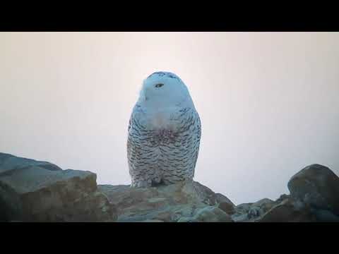 Harry Potter Snowy Owl Spotted In Spain Thousands Of Miles Away From Home