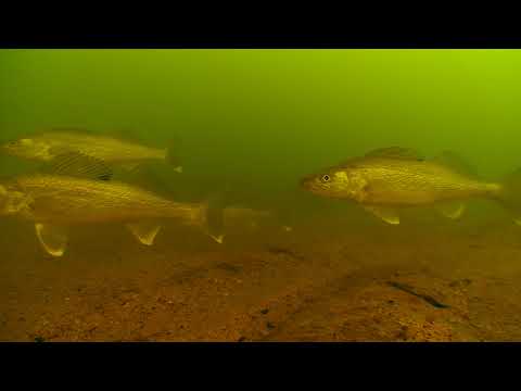 How To Use Humminbird Down Imaging To Find And Catch More Fish