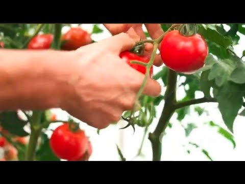 Growing Juicy Tomatoes π
π
- Common Mistakes to Avoid -