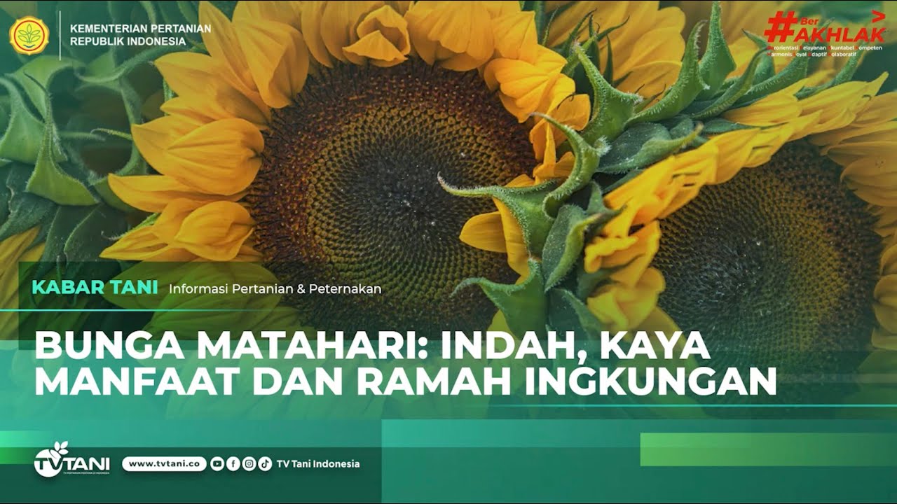 Keindahan dan Manfaat Bunga Matahari dalam Dunia Pertanian