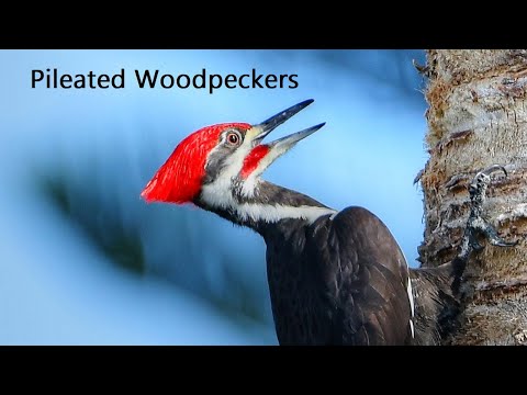 Pileated Woodpeckers Mini-Documentary