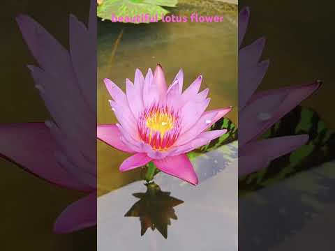 Beautiful lotus flower | short video | tiktok | #viral #trending #new