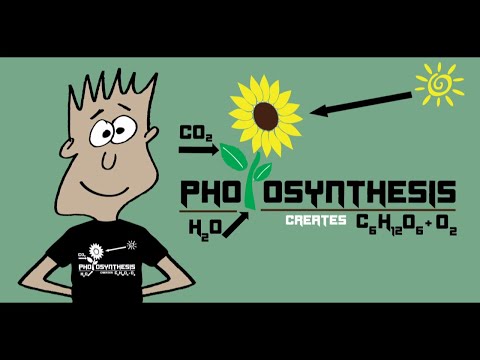 The Photosynthesis Song | Mister C (Song #8)