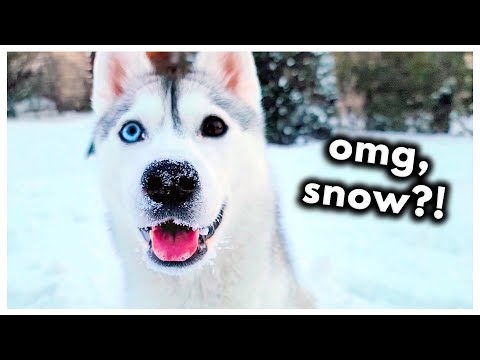 We Got Hit with a Snowstorm and This is How My Husky Reacted!