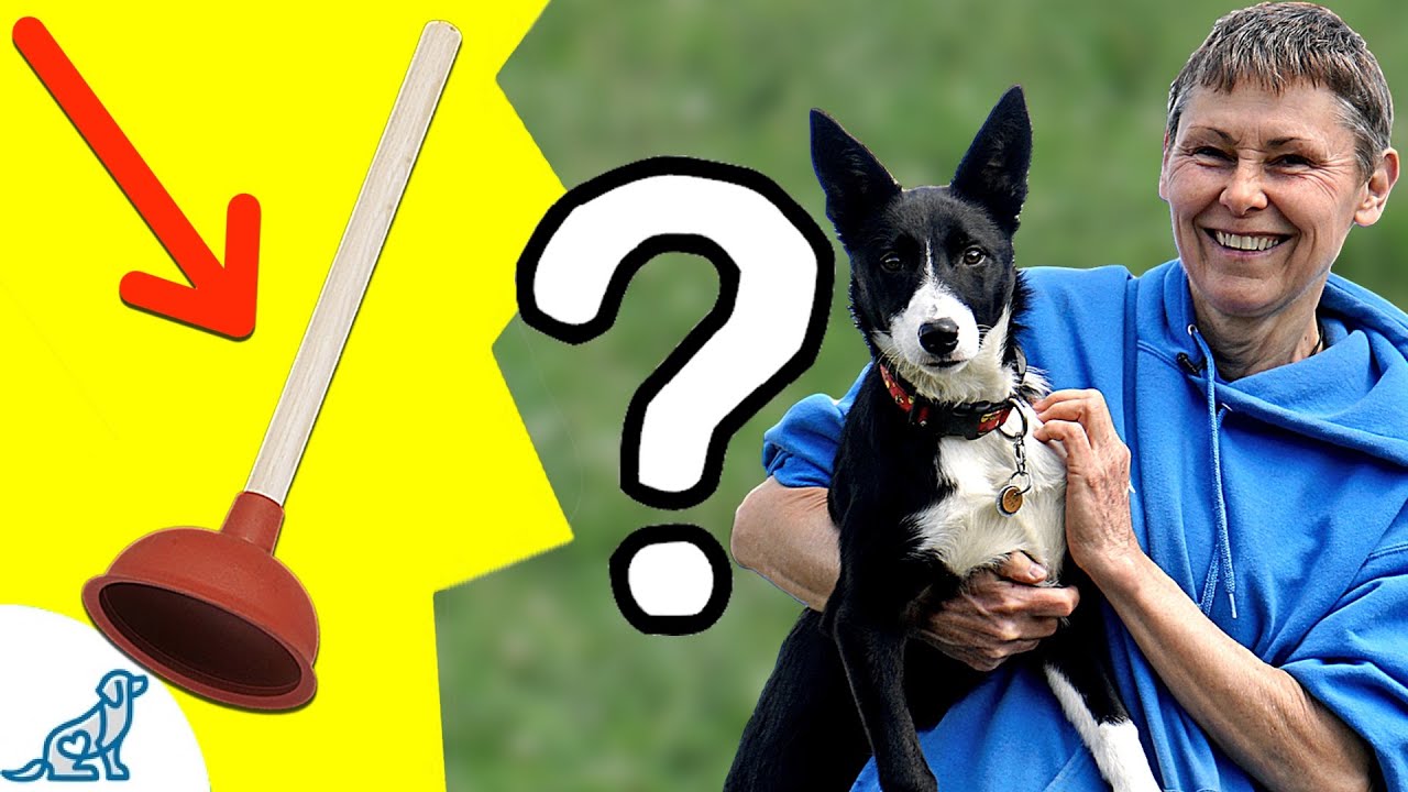 The Unexpected Way To Exercise Your Dog Using THIS Object