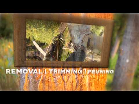Tree Trimming And Tree Removal In Jackson MS 601-941-7773