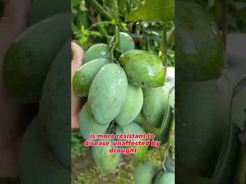 IMPORTANCE OF MULTIPLE ROOTSTOCK