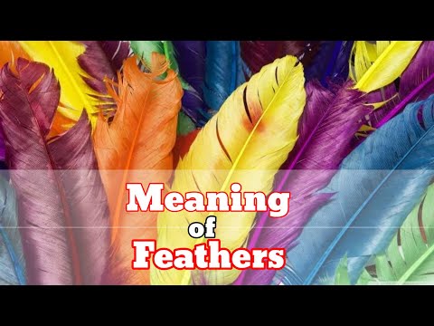Meaning of feathers colours🪶🪶