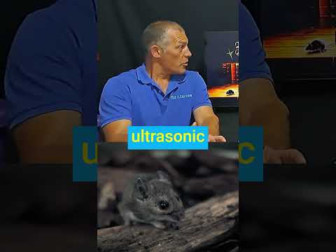 Do ultrasonic pest repellents work for mice? #pestcontrol #trueclean #gqeberha #portelizabeth