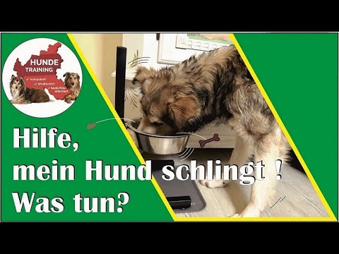 Herunterschlingen von Futter - und was man dagegen tun kann.