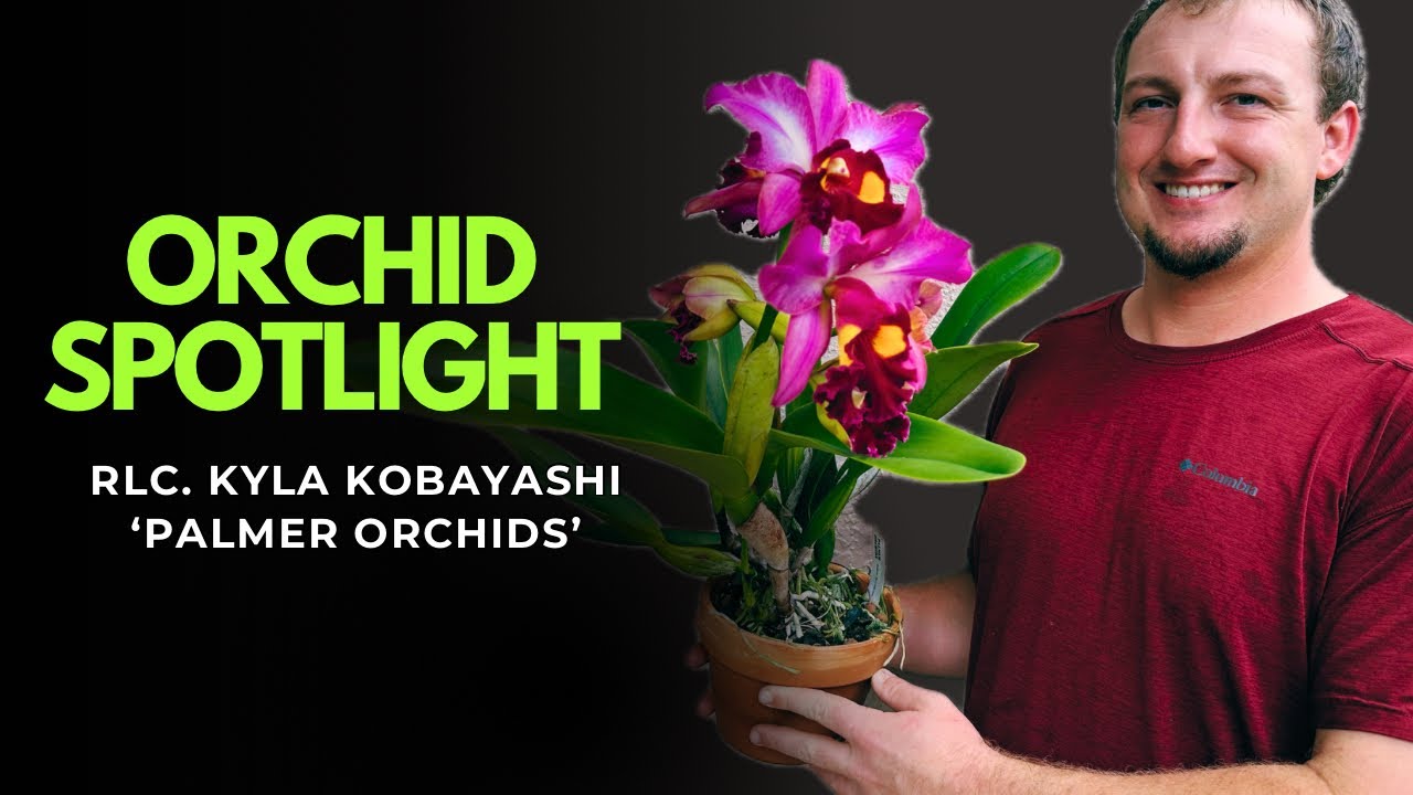 Orchid Spotlight—Rlc. Kyla Kobayashi ‘Palmer Orchids’
