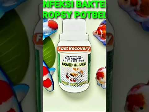 obat ikan koi penyakit potbelly/infeksi perut buncit/ kembung air #morumottokikuliquid