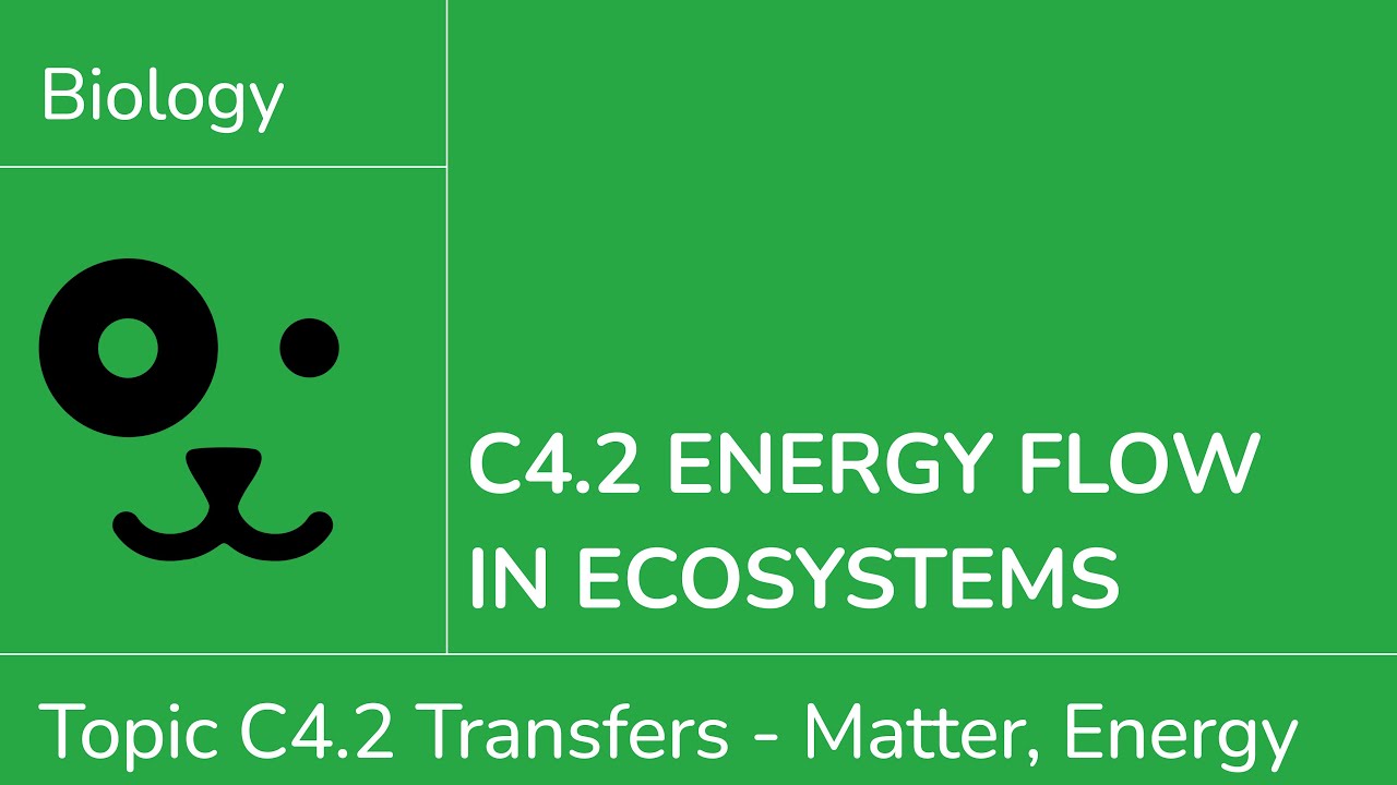Understanding Energy Flow Through Ecosystems: A Comprehensive Guide ...