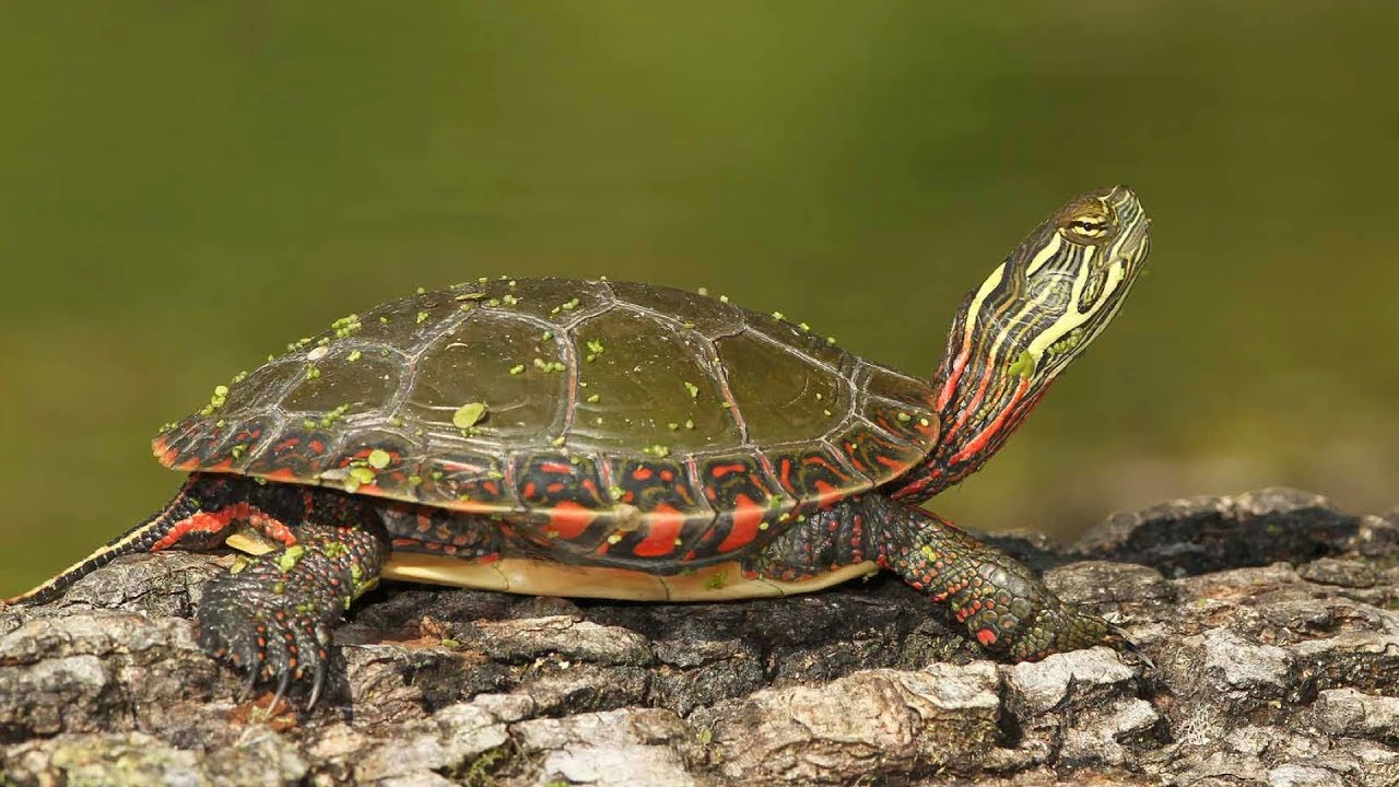 Midland Painted Turtle